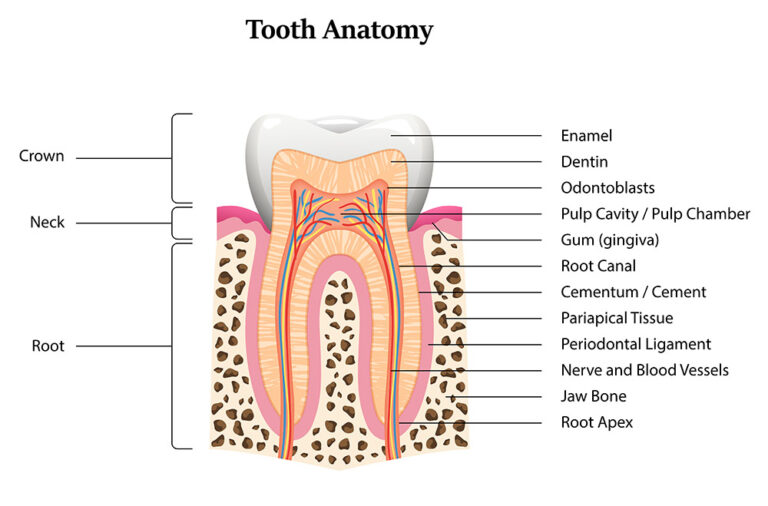 Tooth Anatomy: Structure, Parts, Types and Functions – Dr. Praveen's Dental